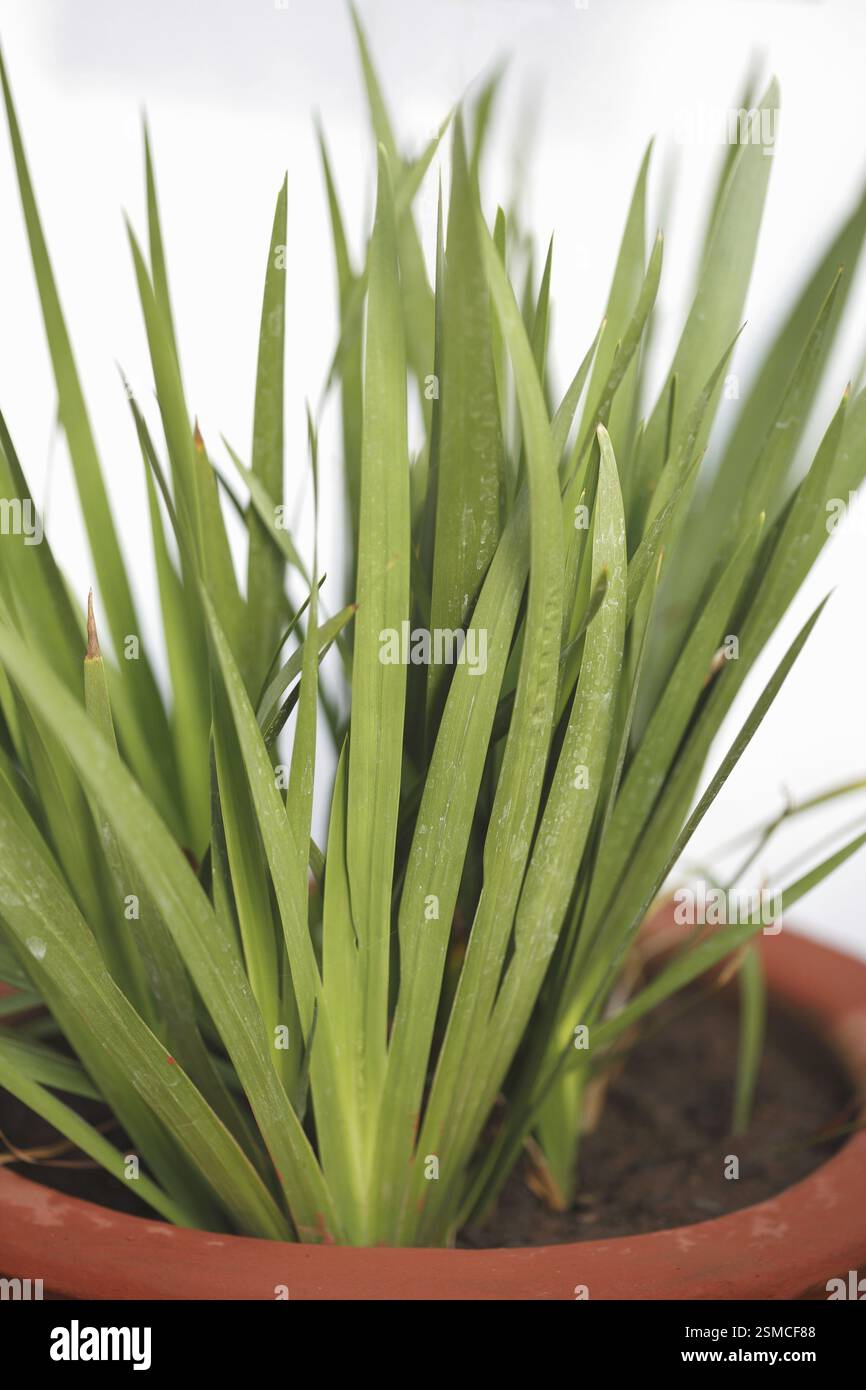 Medicinal plant Vacha Vekhand Bhadra Vacha Ugragandha sweet flag Acorus ...