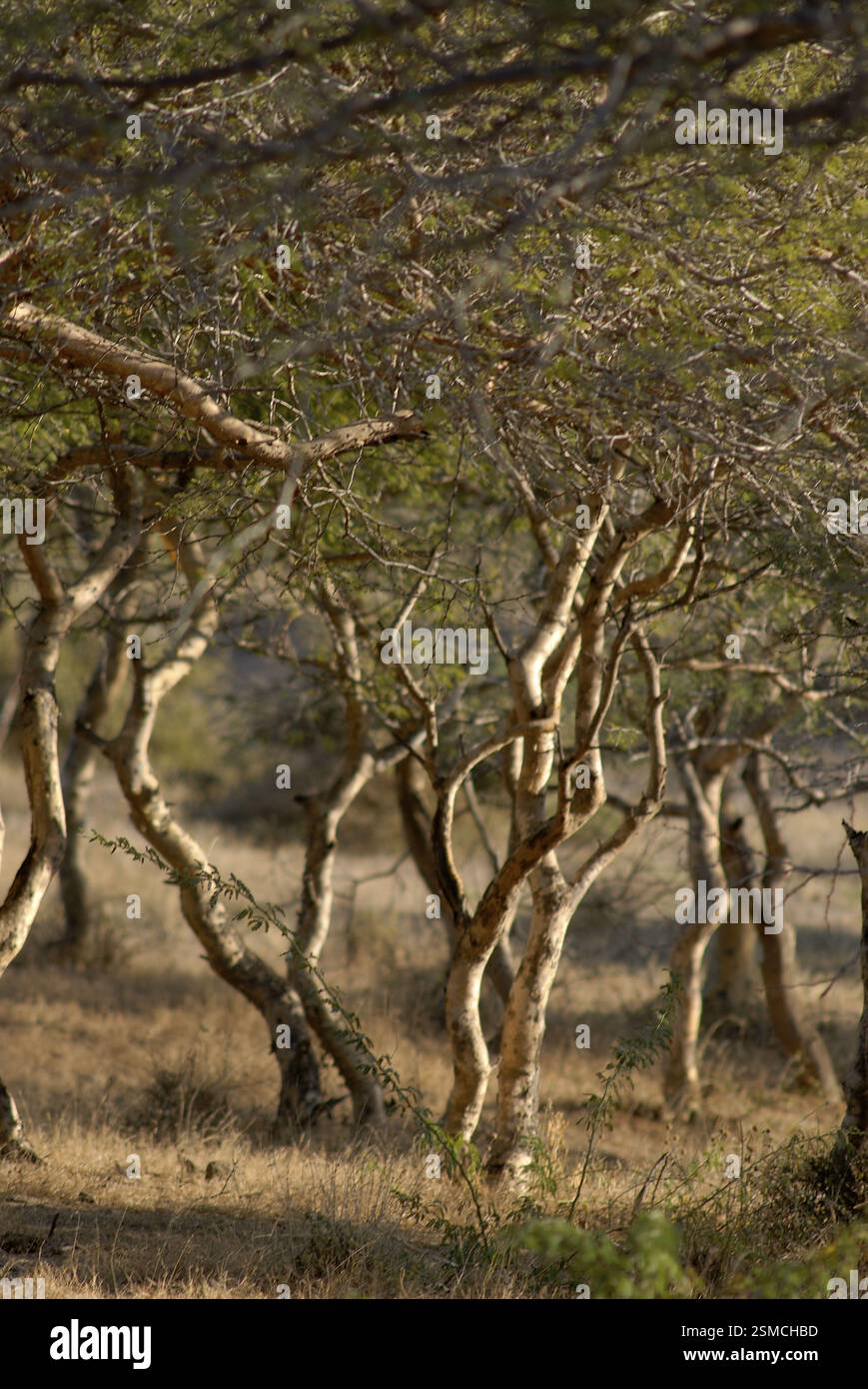 Sunlight falling on trees, forest of Nakhatrana, Kutch, Gujarat, India ...