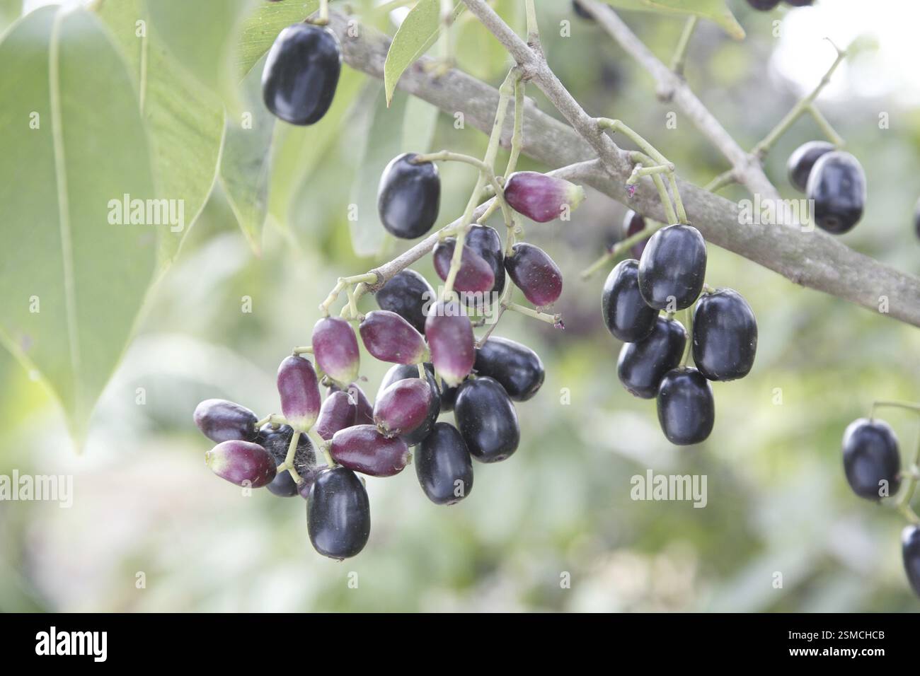Fruit, Jambul Jamun or Jamblang Syzygium cumini on branch of tree Stock ...