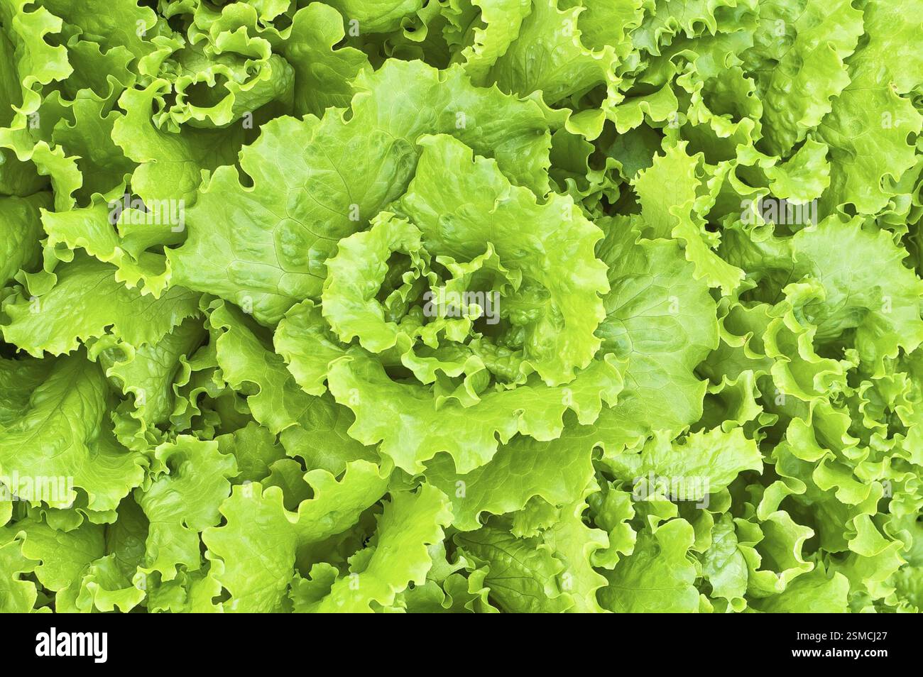 The texture of the leaves green juicy lettuce Stock Photo - Alamy
