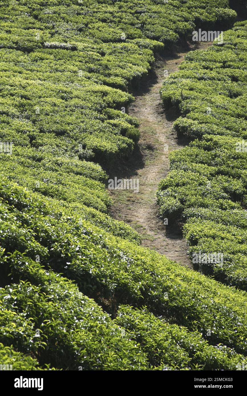 Tea plants Latin name Camellia sinensis fresh foliage and tender leaves ...