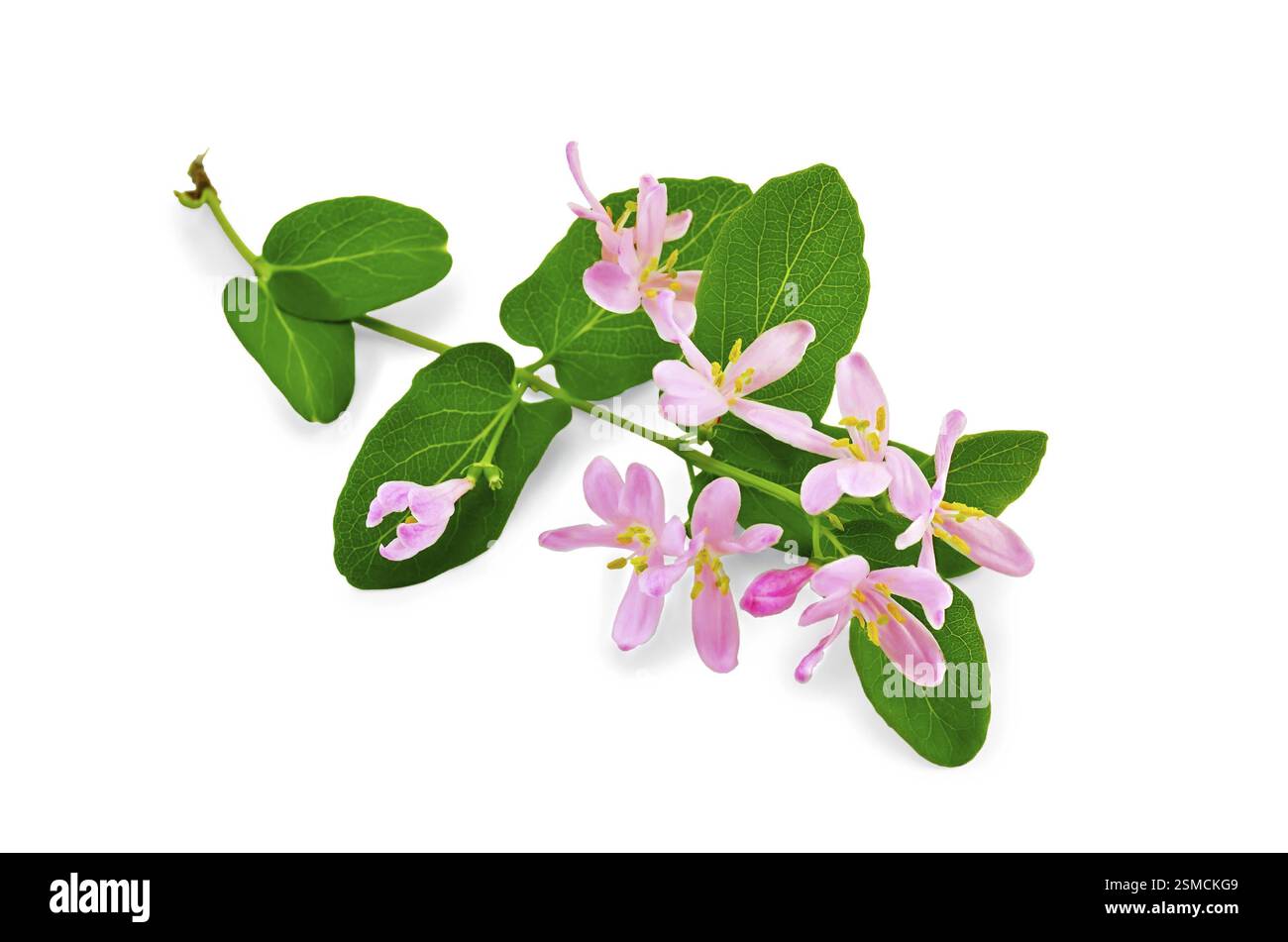 Honeysuckle sprig with pink flowers and green leaves isolated on white ...