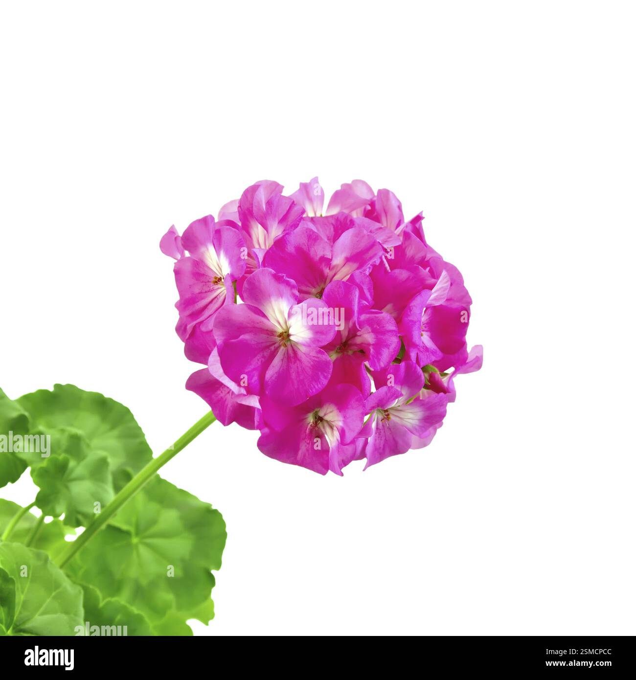 The inflorescence is bright pink geranium with green leaves isolated on ...