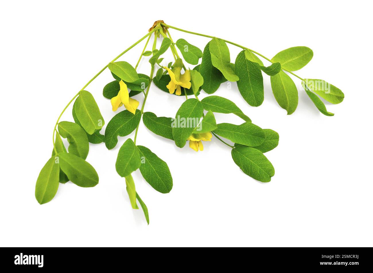 Sprig of acacia blossoms with yellow flowers and green leaves isolated ...