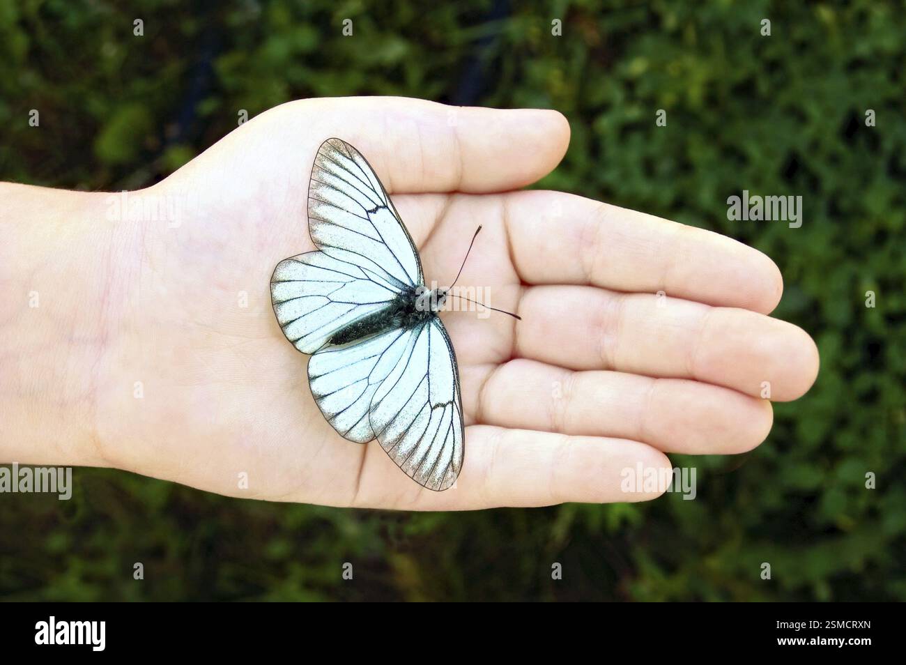 White butterfly with black stripes and volant in a baby arm on the ...