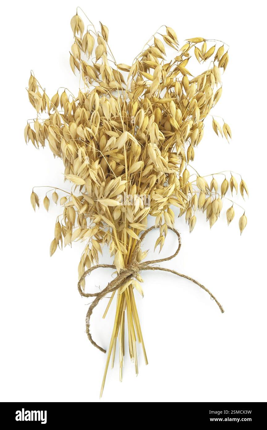 Sheaf of stalks of oats, tied with twine isolated on white background ...