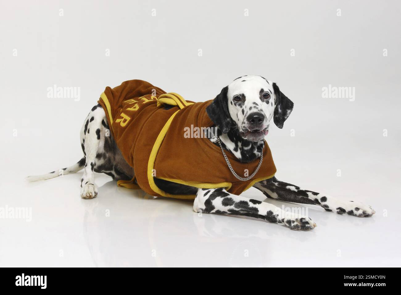 Dog Dalmatian male black spotting white body sitting pretty posing on ...