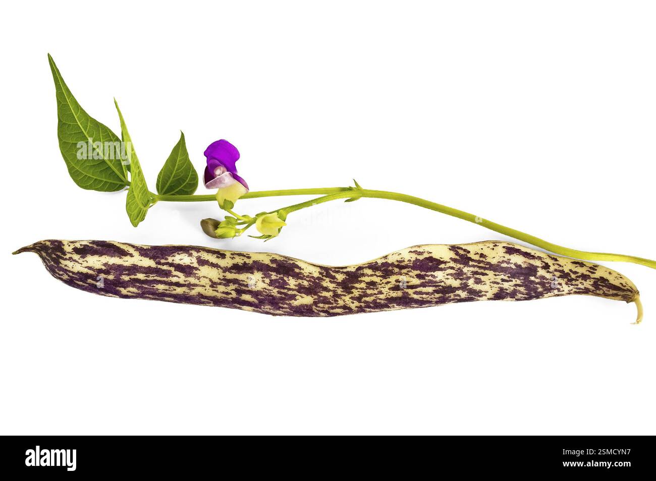 A purple spotted a pod of beans with a sprig of purple flower and green ...