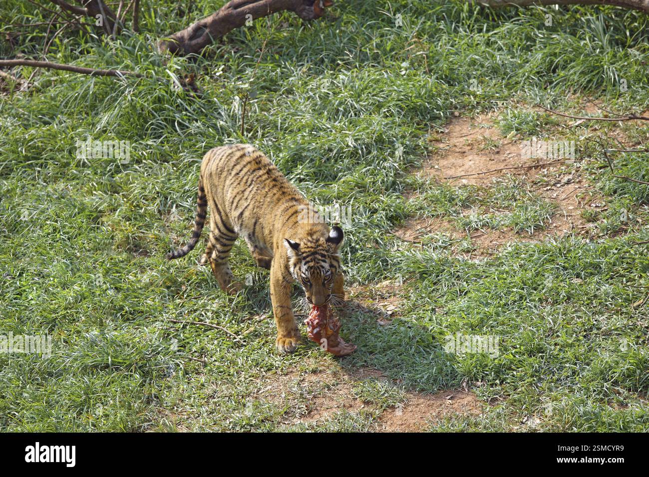 Bengal Tiger Panthera tigris with kill in his mouth in Guwahati zoo ...