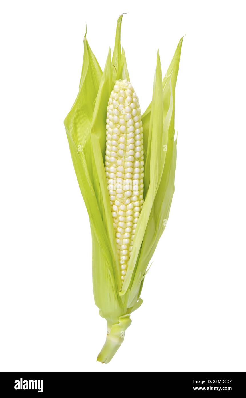 Corn on the cob with purified shell isolated on white background Stock ...
