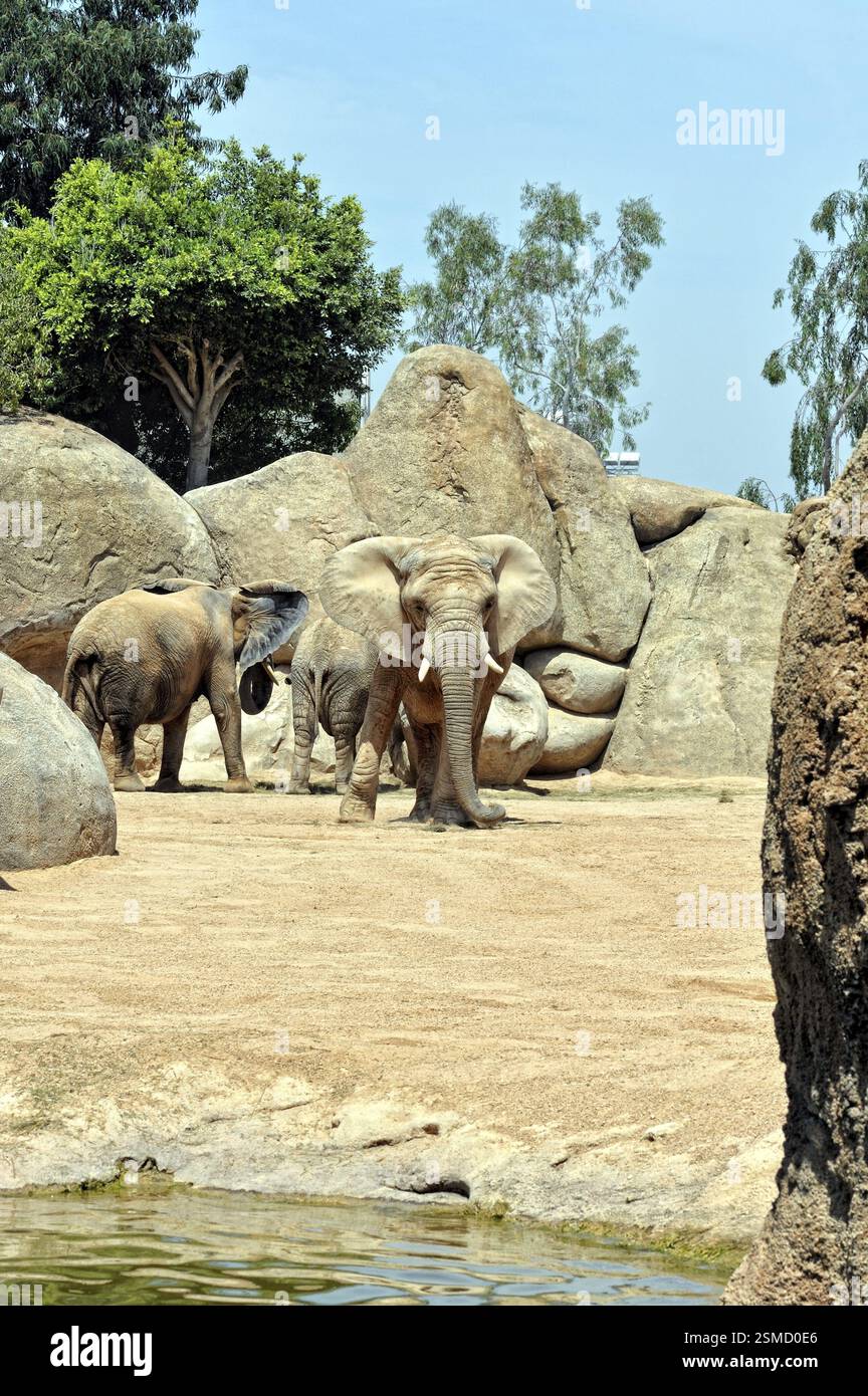 African elephant in natural environment. Bio Park in Valencia, Spain ...