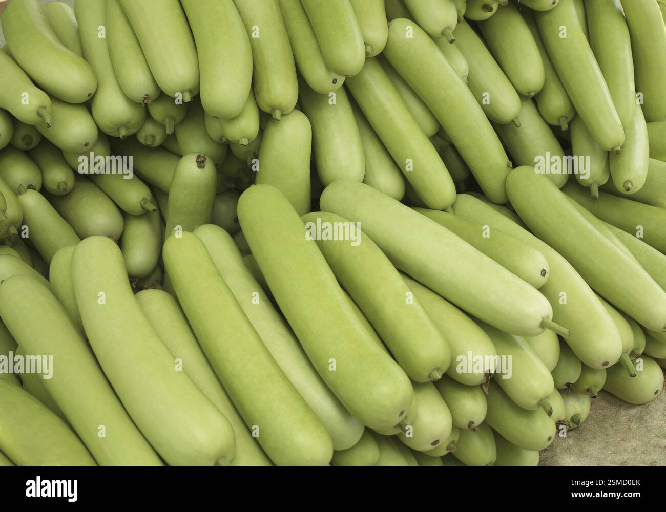 Vegetable, bottle guard, India, Asia Stock Photo - Alamy