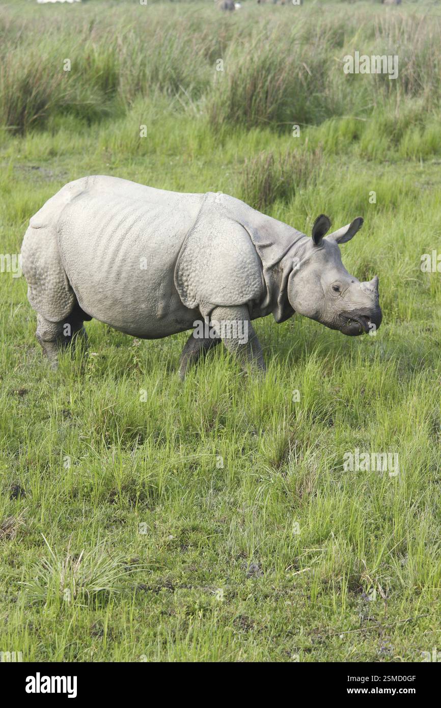 Rhino one horned Rhinoceros unicornis in Kaziranga national park, Assam ...