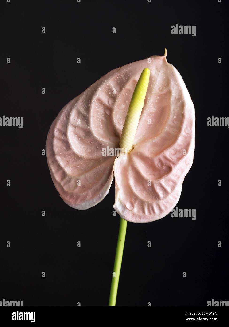Light pink colour of anthurium flower with Black background Stock Photo ...