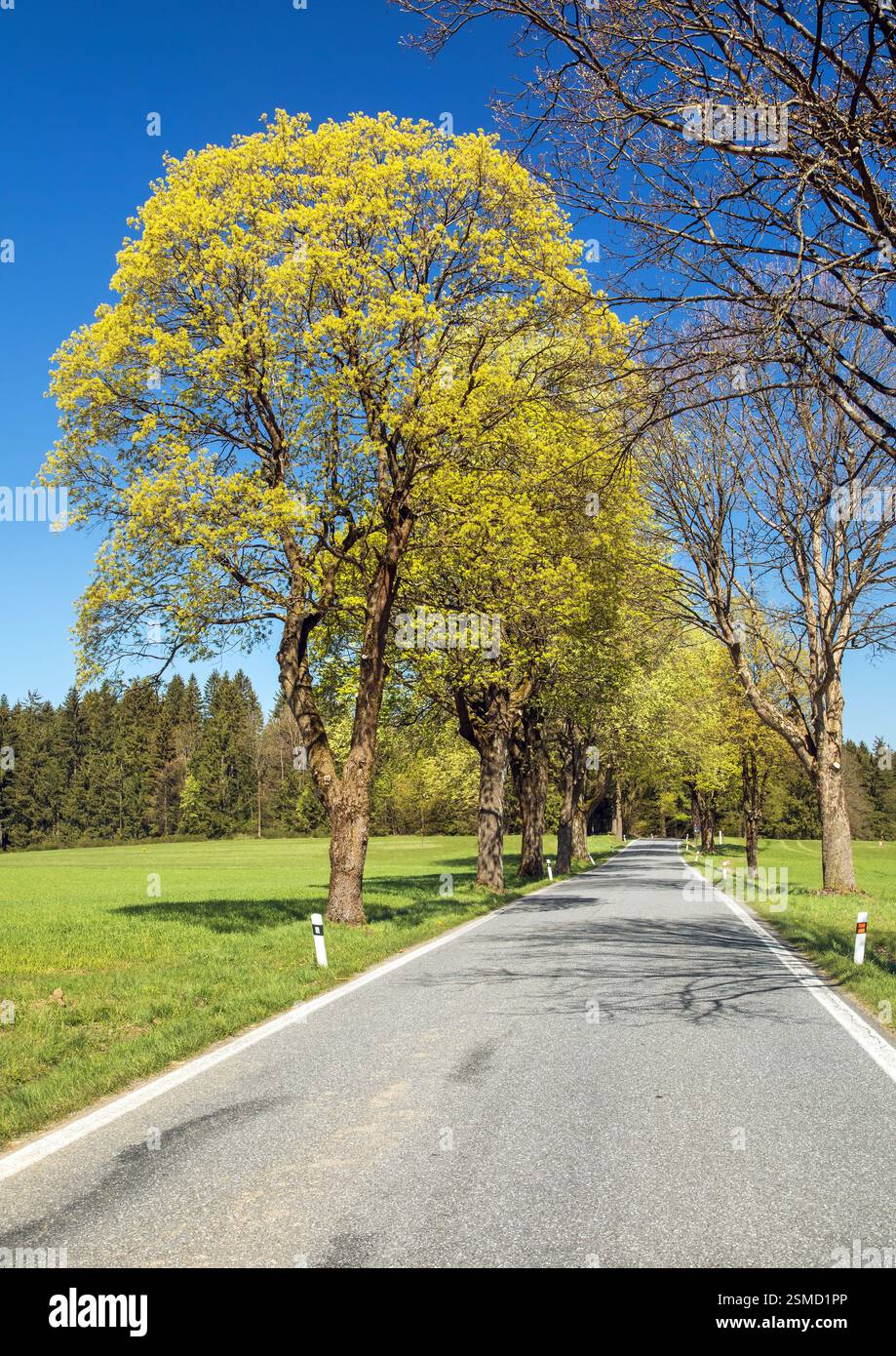 road and spring flowering maples, gren maple trees, springtime ...