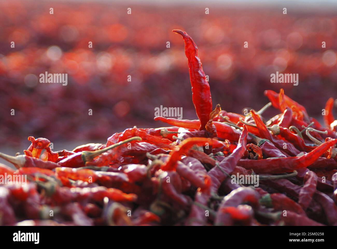 Red chilli drying process, Mathania, Jodhpur, Rajasthan, India, Asia ...