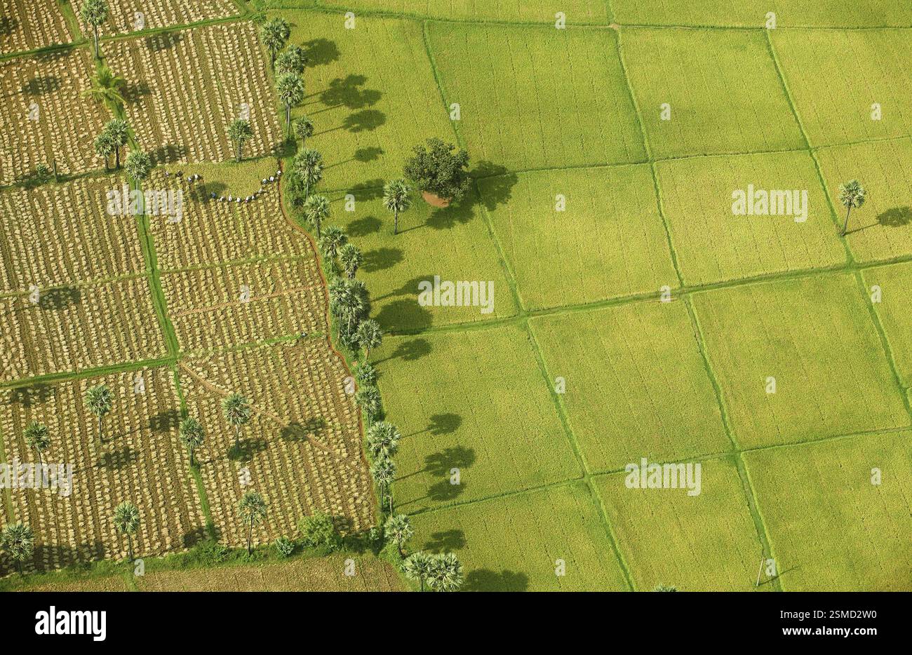 Aerial view of tilled and cultivated field, Andhra Pradesh, India, Asia ...