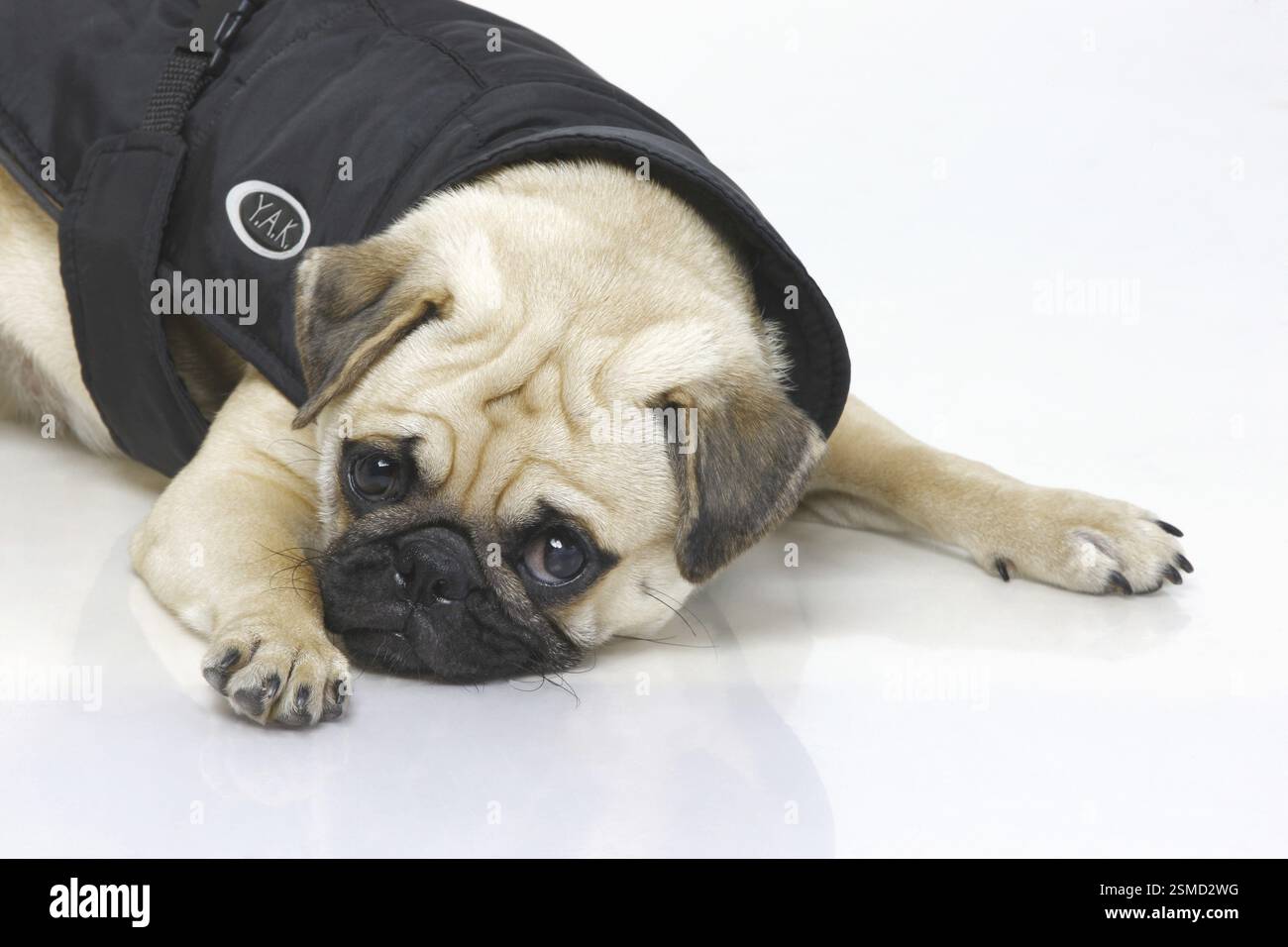 Dog Pug Male Black Muzzle tired posing on white background Stock Photo ...