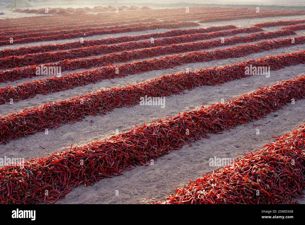 Red chilli drying process, Mathania, Jodhpur, Rajasthan, India, Asia ...