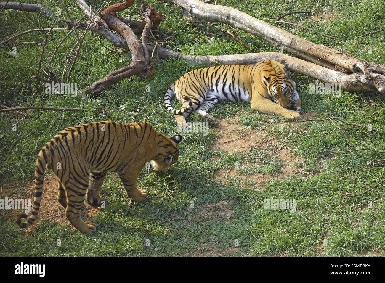 Bengal Tiger and Tigress Panthera tigris in Guwahati zoo, Assam, India ...