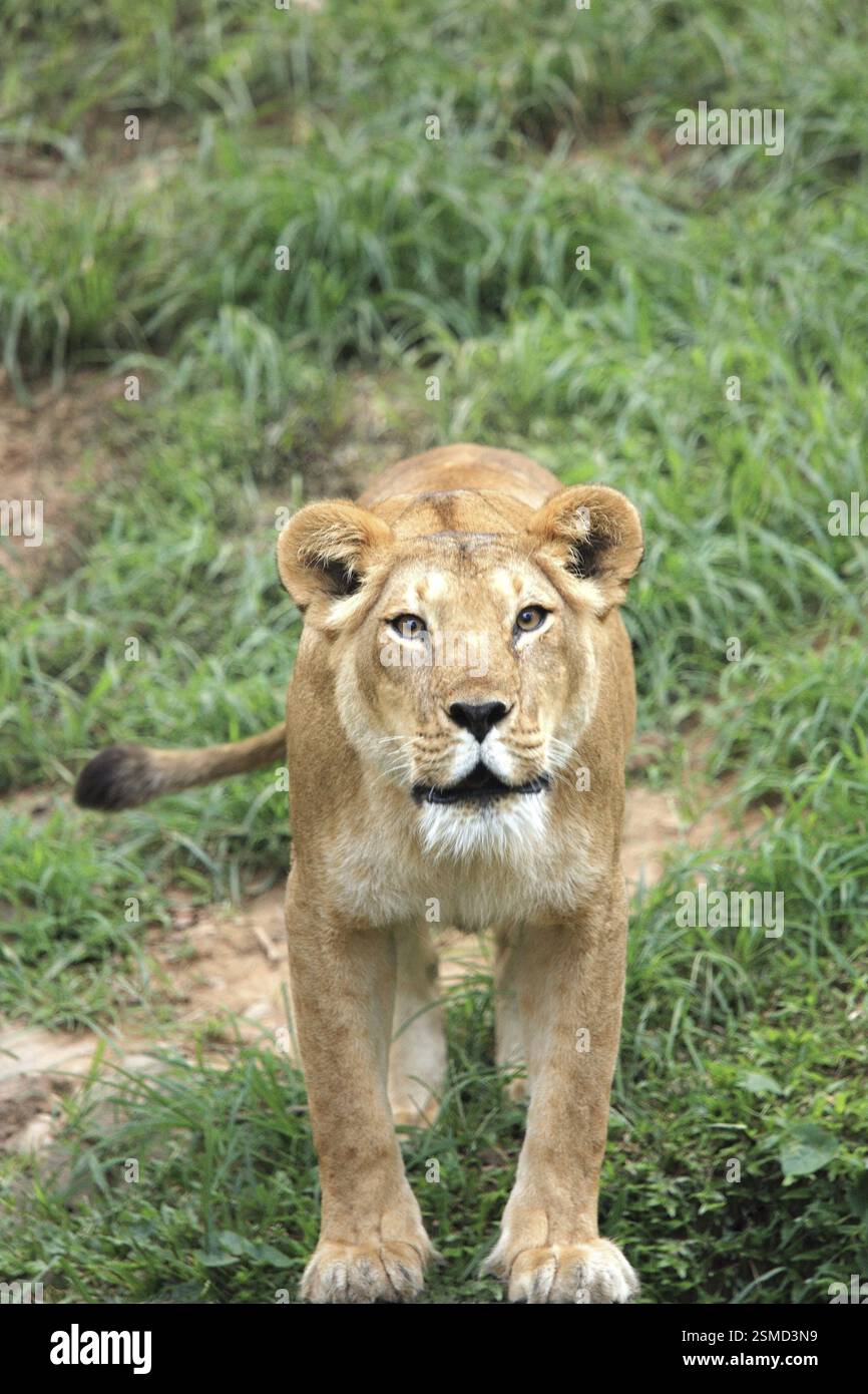 Lioness Panthera Leo staring in Guwahati zoo, Assam, India, Asia Stock ...