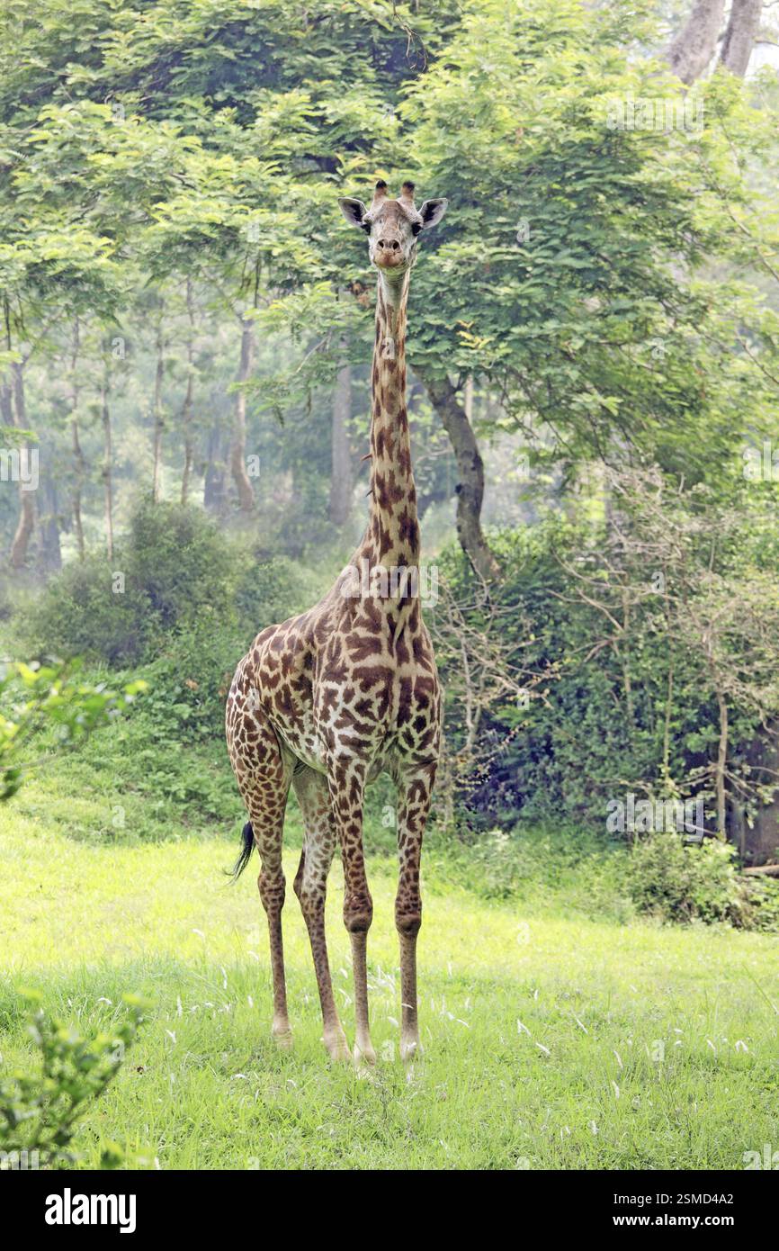 Giraffe Giraffe Camelopardalis Giraffe in Guwahati zoo, Assam, India ...