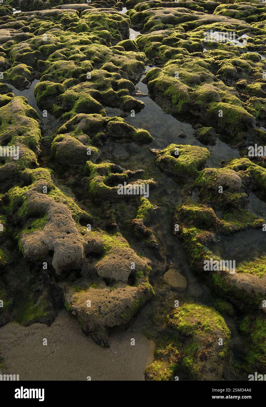 Corals at pingleshwar beach, Kutch, Gujarat, India, Asia Stock Photo ...