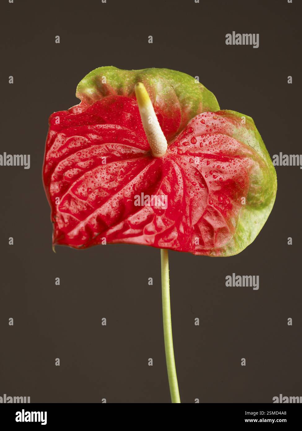 Red and green colour of anthurium flower with black background Stock ...
