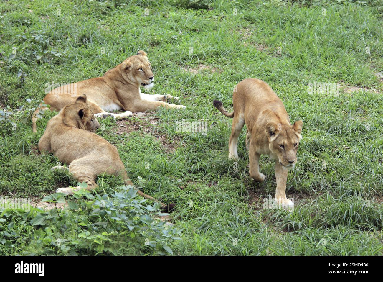 Lioness Panthera Leo resting in Guwahati zoo, Assam, India, Asia Stock ...
