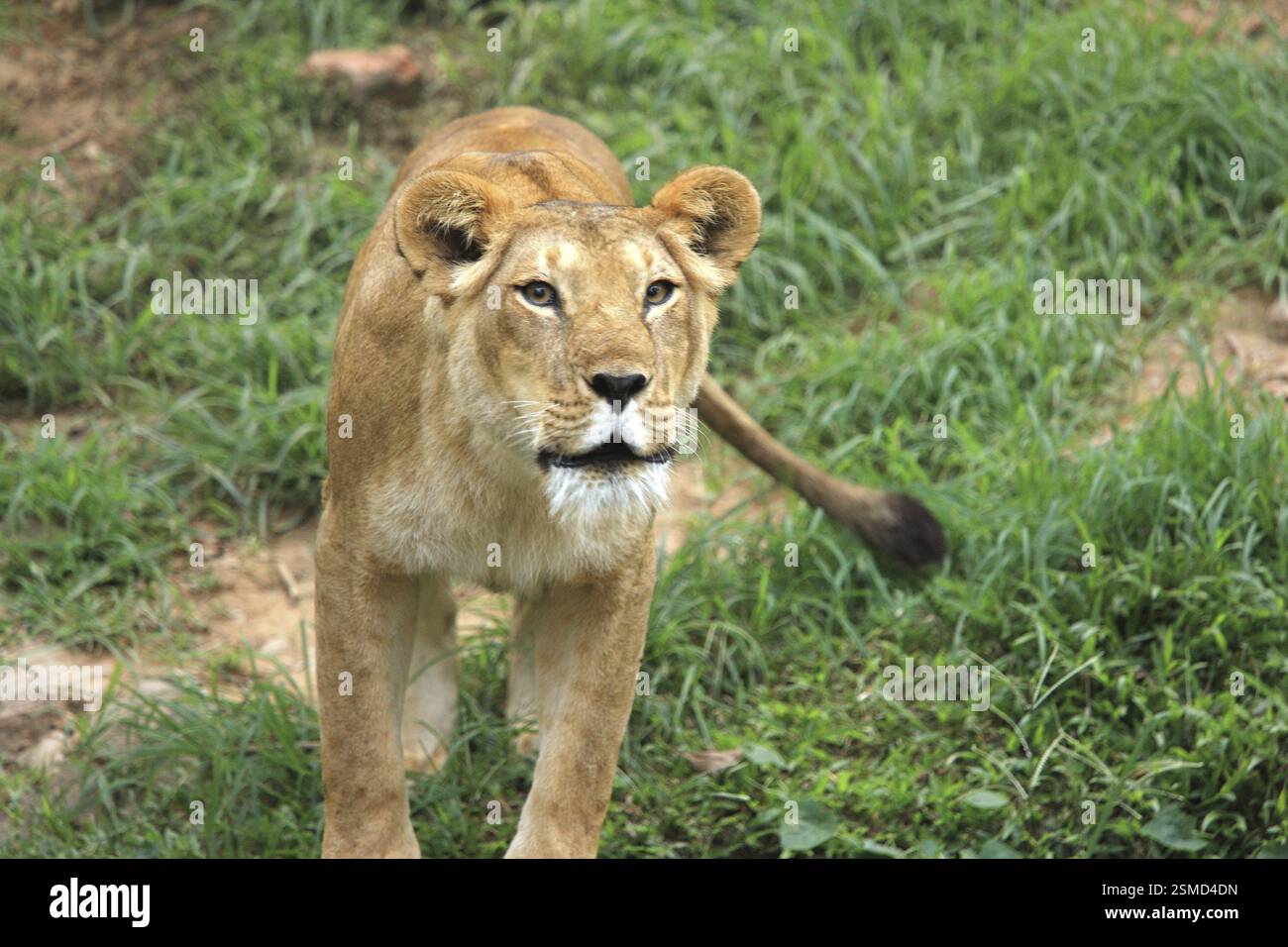 Lioness Panthera Leo staring in Guwahati zoo, Assam, India, Asia Stock ...