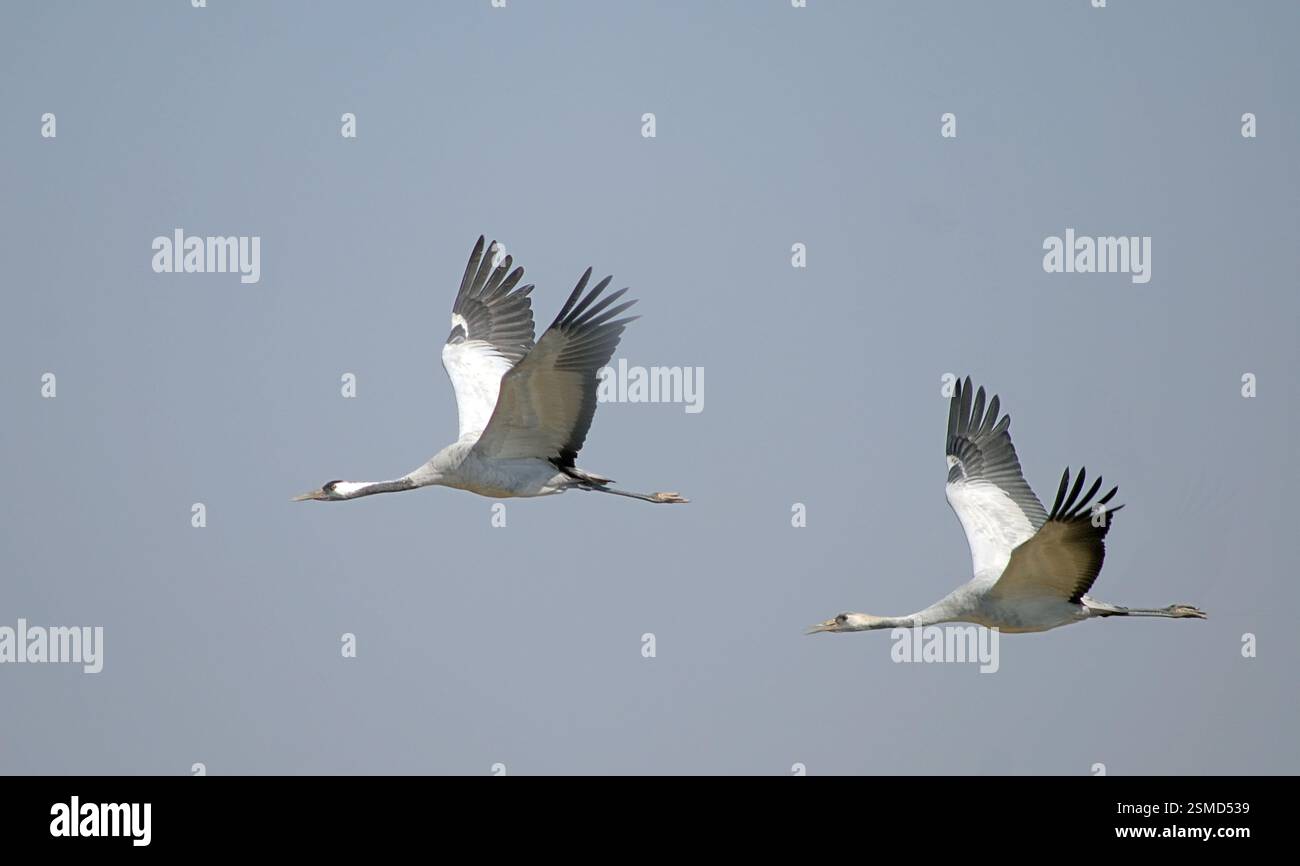 Birds, Demoiselle Crane Anthropoides virgo in flight Stock Photo - Alamy