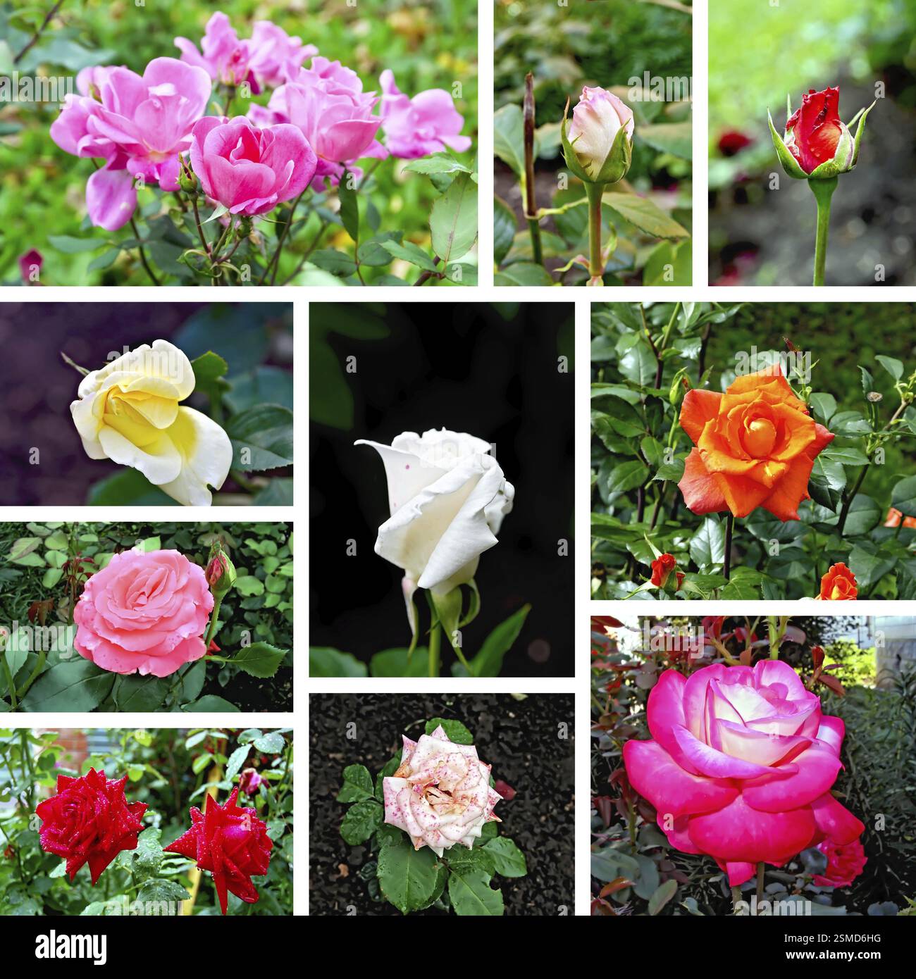 Collection of images of buds and open flowers of different roses Stock ...