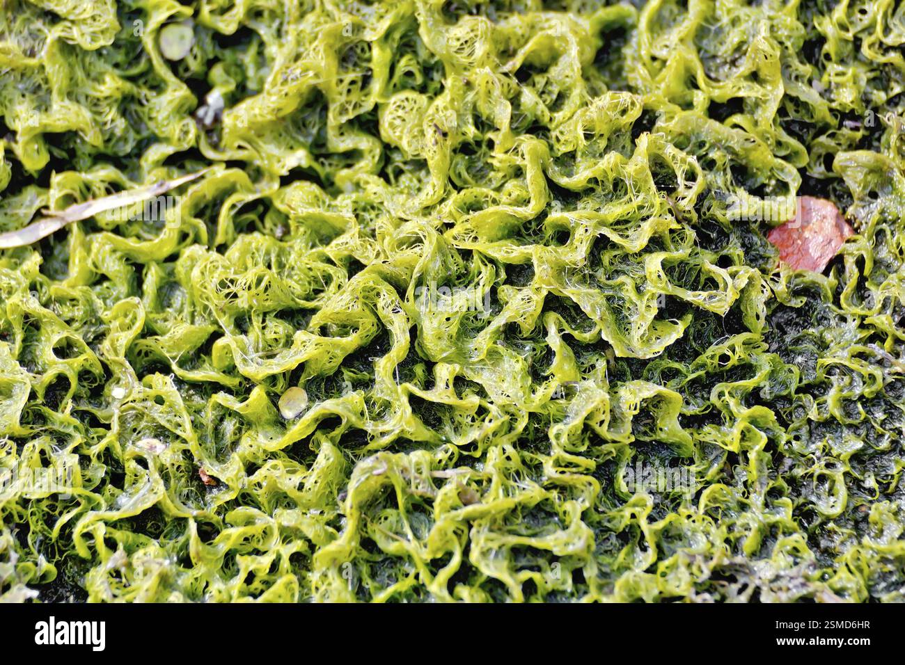 The texture from water green plants with different waste Stock Photo ...