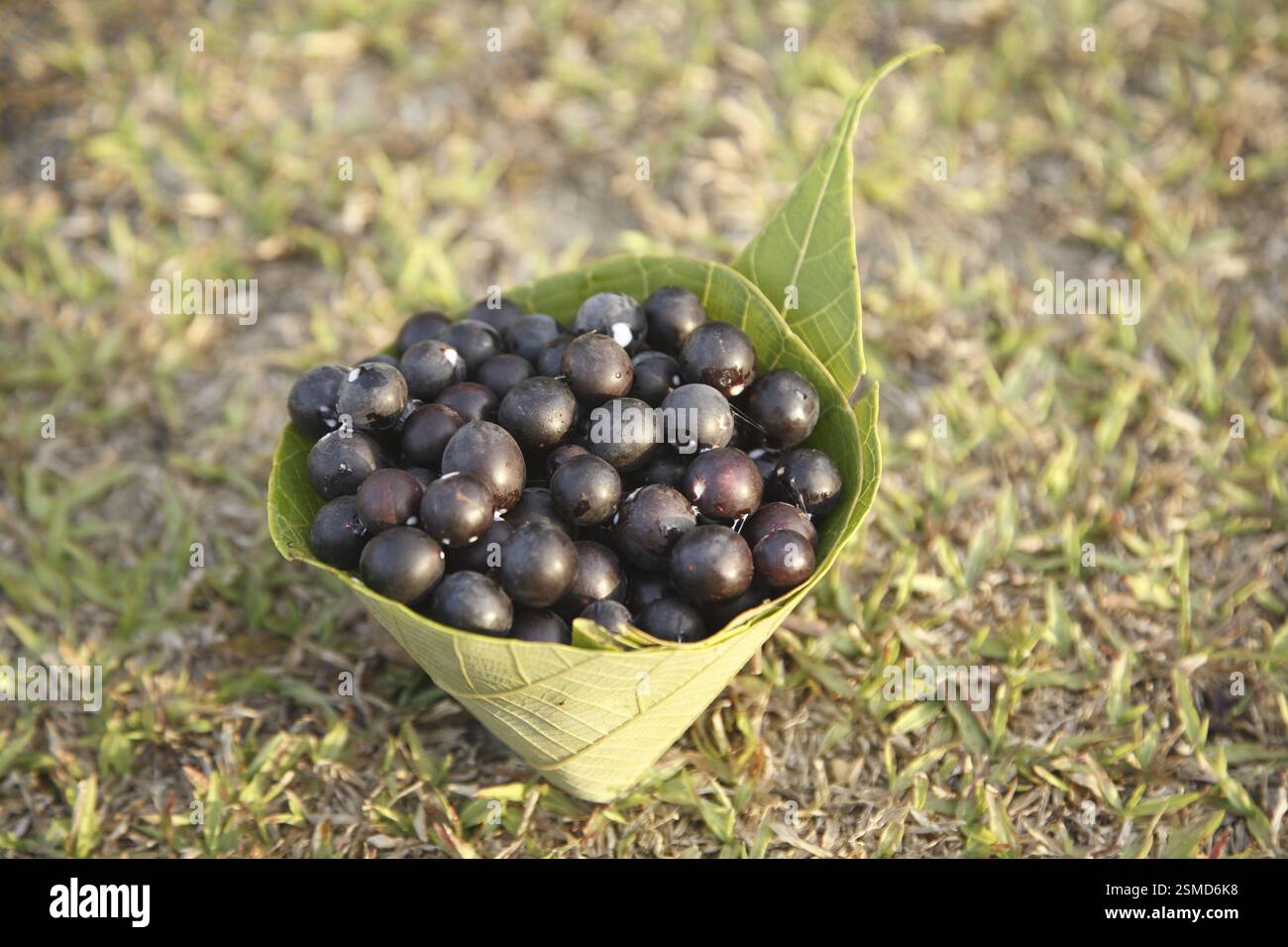 Fruit, Karonda Karwanda Carissa carandas kept in conical leaf container ...