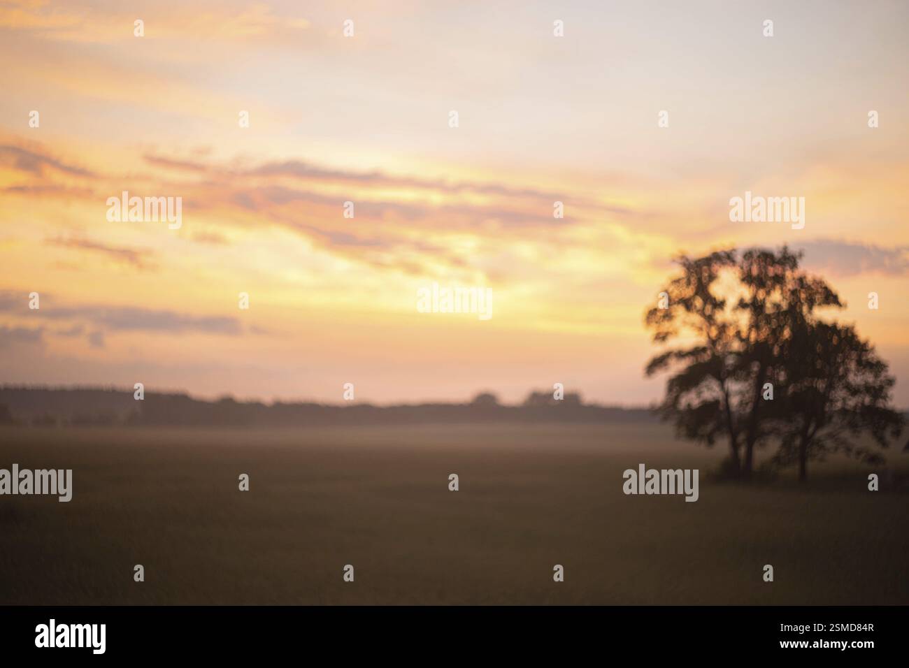 A lone tree in a misty field during sunrise with soft colors creating a ...