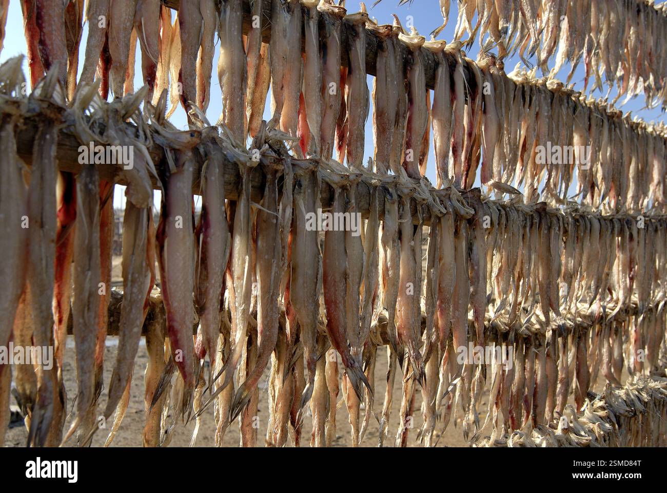 Dried fish, Kutch, Gujarat, India, Asia Stock Photo - Alamy