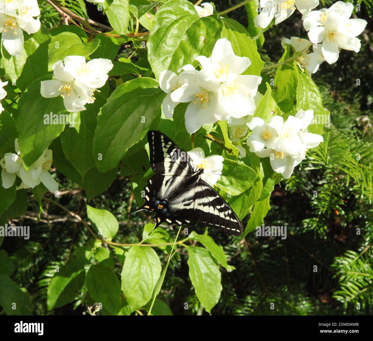 Pale Swallowtail (Papilio eurymedon) on Mock Orange / Syringa ...