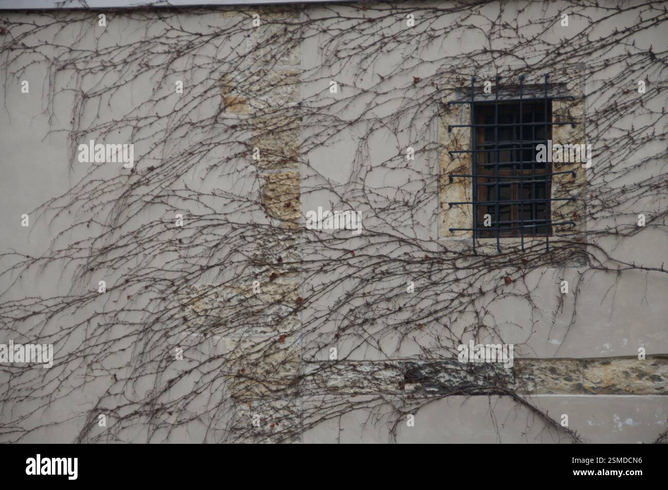 Weathered wall with vine tendrils climbing over it, partially obscuring ...