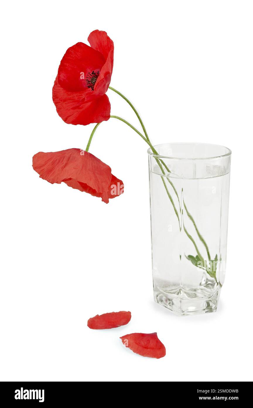 Two red poppy in a glass of water, two fallen petals isolated on white ...