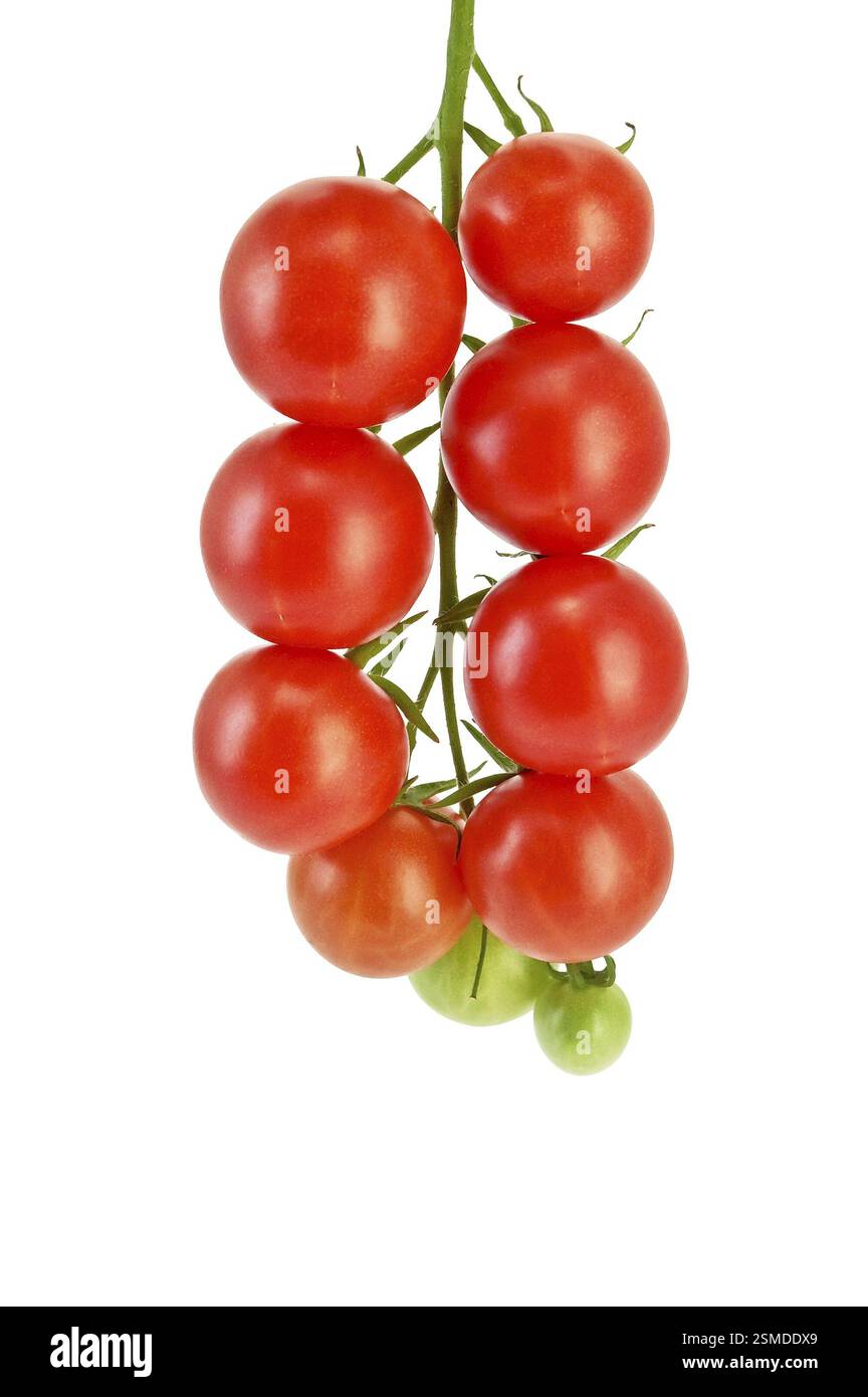 A cluster of small red tomatoes on a branch isolated on white ...