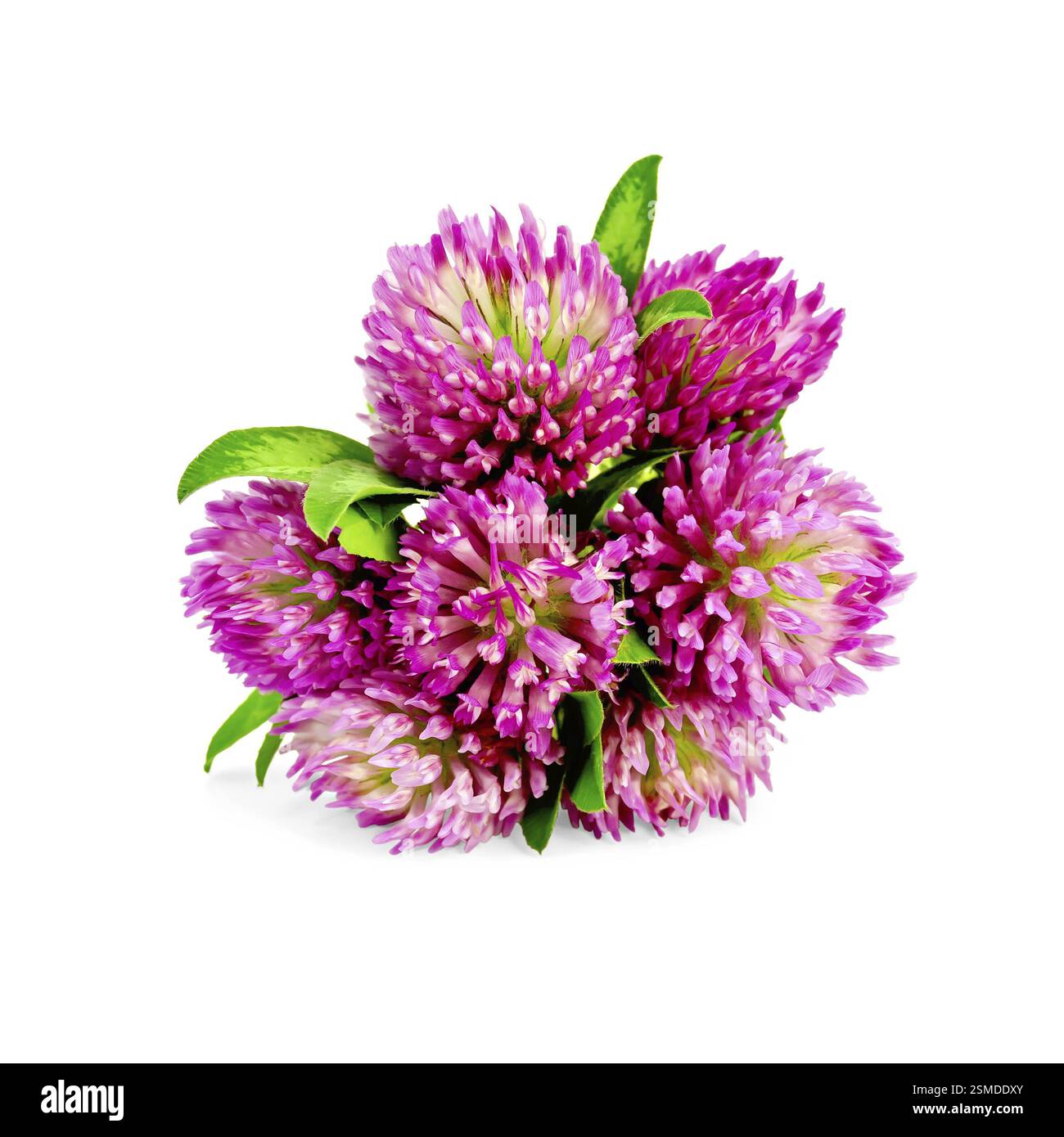 Bouquet of pink clover with green leaves isolated on white background ...