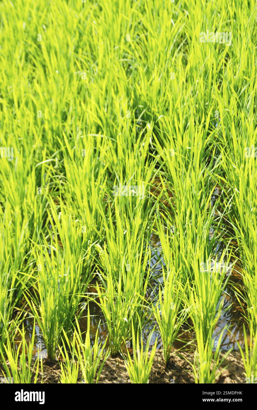 Crop, green paddy rice field, Bhubaneswar, Orissa, India, Asia Stock ...