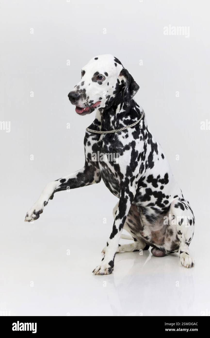 Dog Dalmatian male black spotting white body sitting posing on white ...