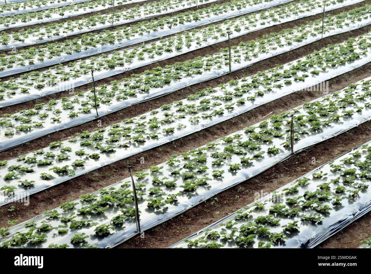 Aerial view of strawberry field, Mahabaleshwar, Maharashtra, India ...