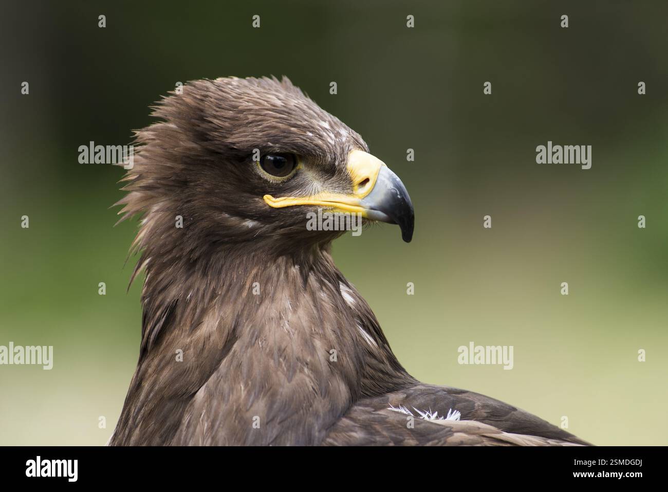 A picture of a beautiful hawk, Sant'Alessio, Italy, Europe Stock Photo ...