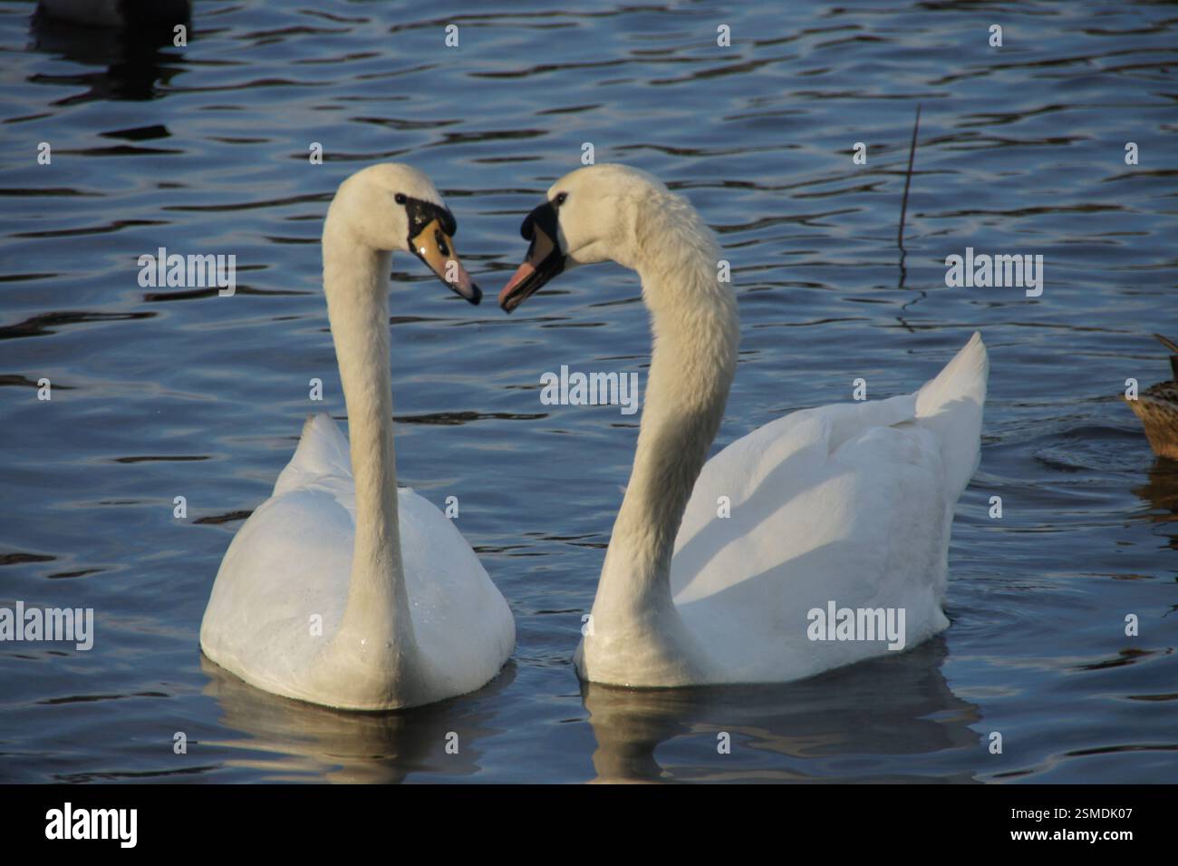 The photo shows two swans facing each other in the Czech Republic ...