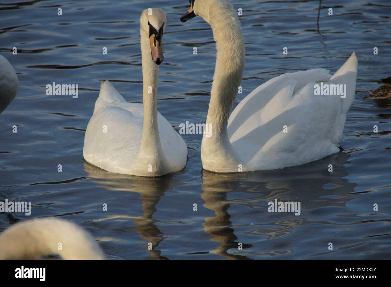 Two swans, their necks intertwined, swim in a lake. A symbol of love ...