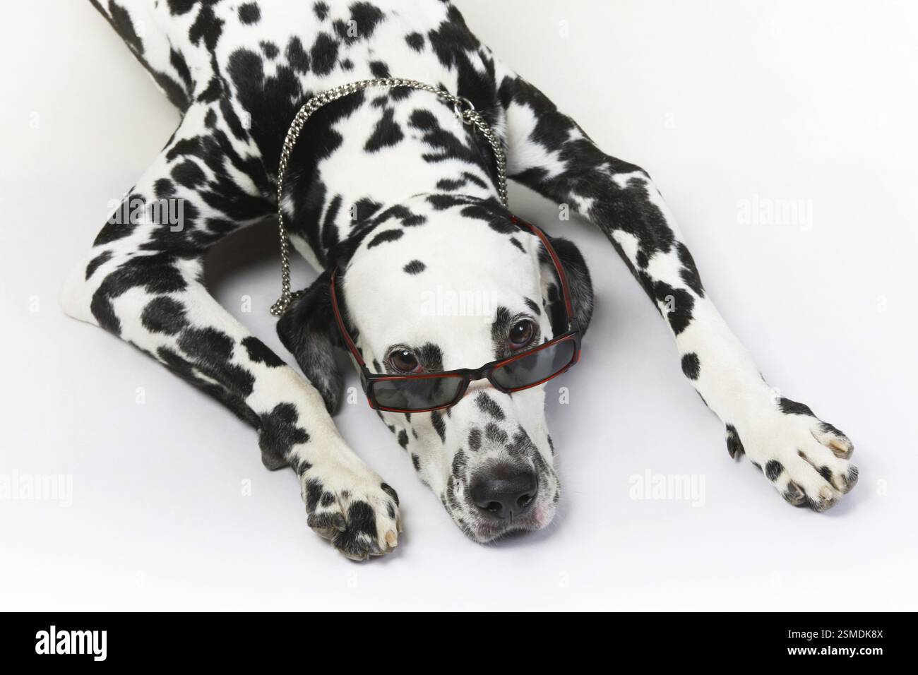 Dog Dalmatian male black spotting white body at leisure posing on white ...