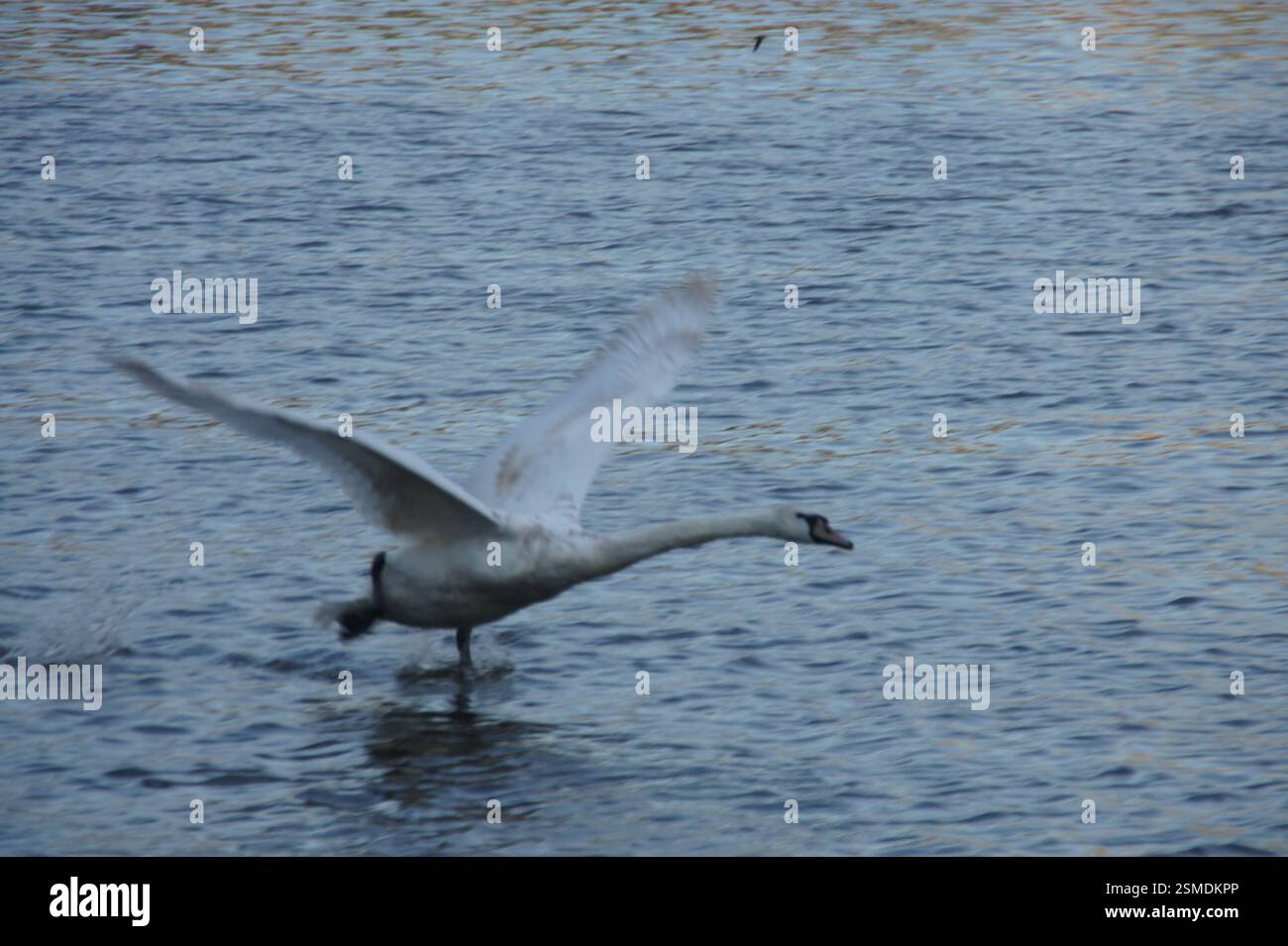 Swan takes off from water, flapping wings and splashing water. Symbol ...