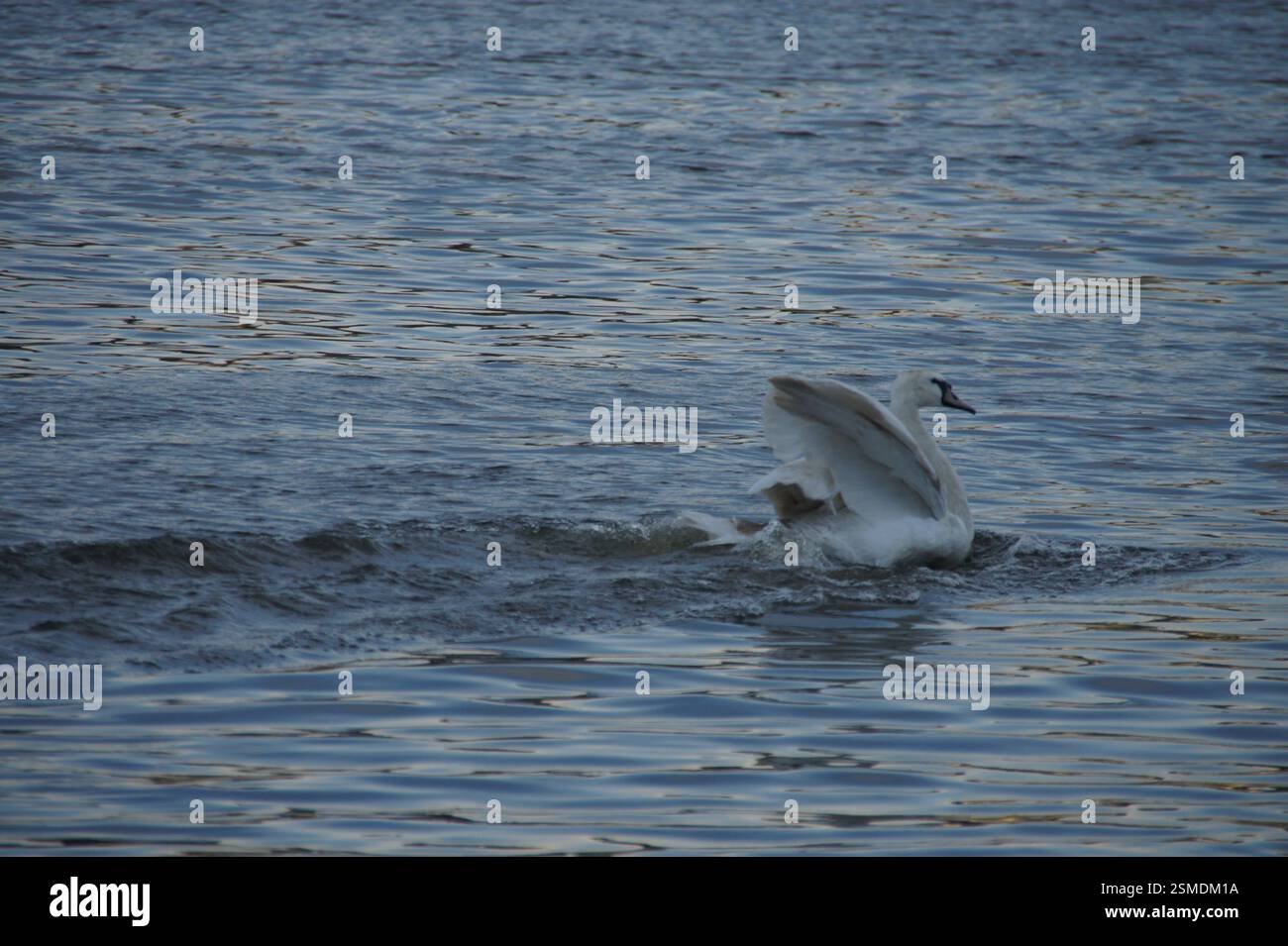 Swan, flapping its wings on choppy water, creating a splash. Possible ...